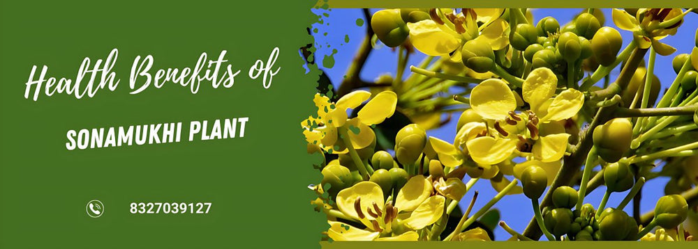 Health Benefits of Sonamukhi plant
